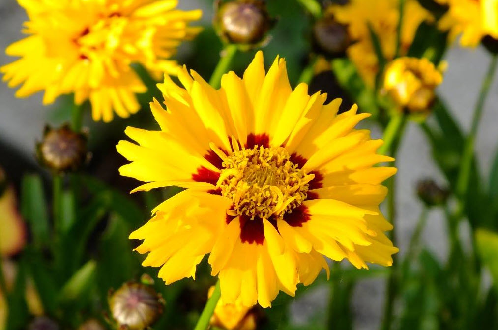 Coreopsis spp. - Tickseed | PlantMaster