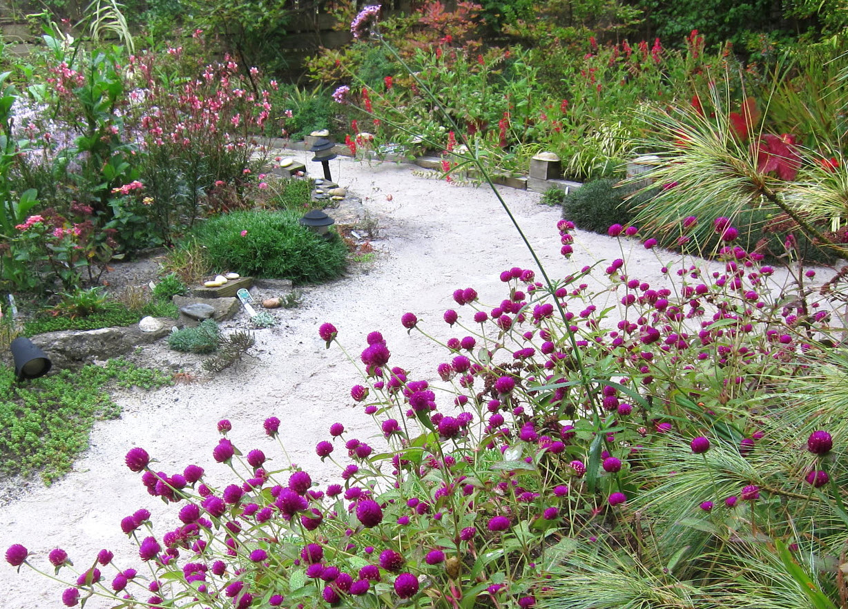 Coreopsis spp. - Tickseed | PlantMaster