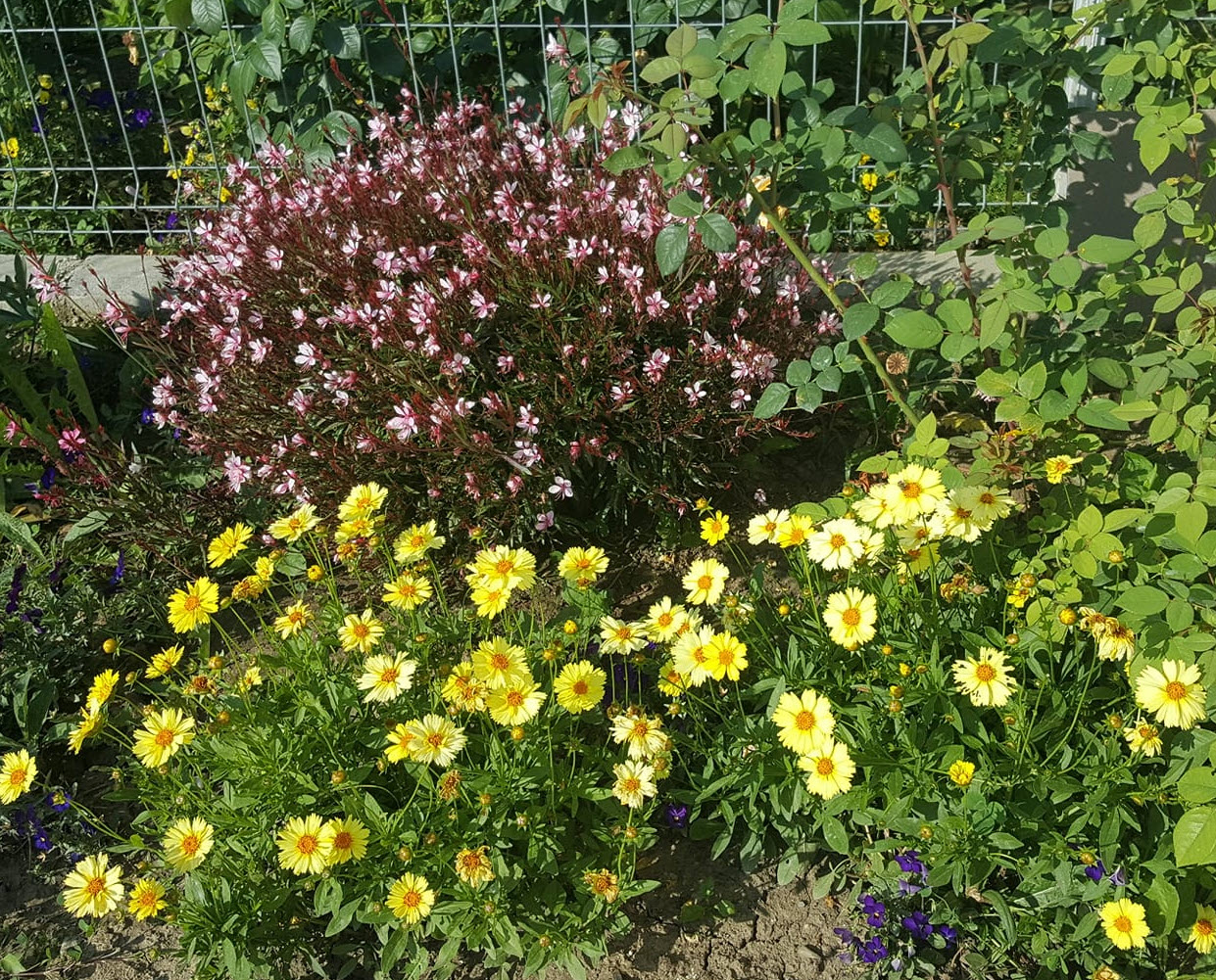 Coreopsis spp. - Tickseed | PlantMaster