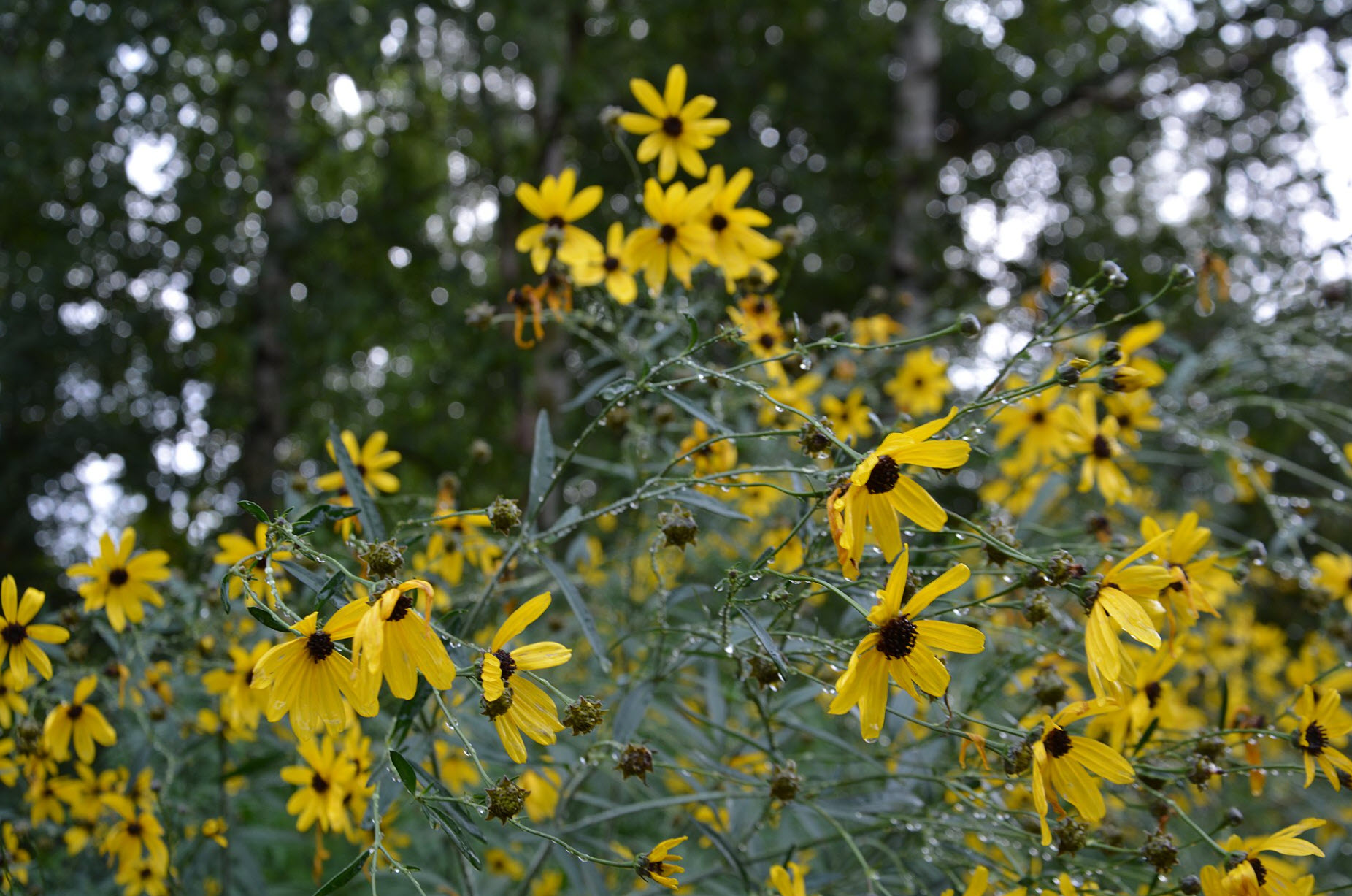 Coreopsis spp. - Tickseed | PlantMaster