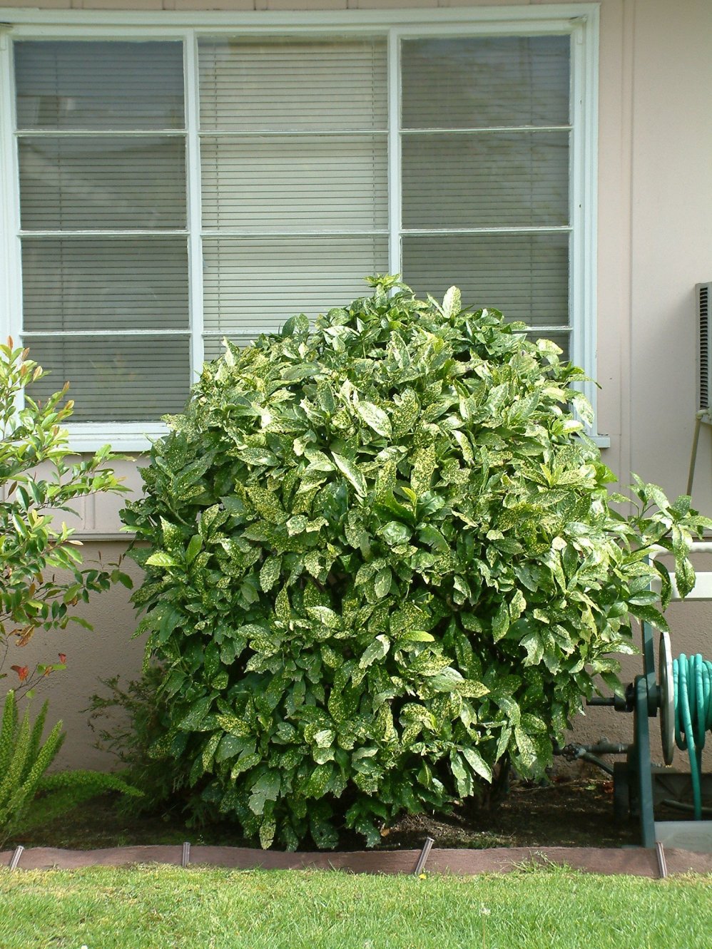 Aucuba Gold Dust Problems