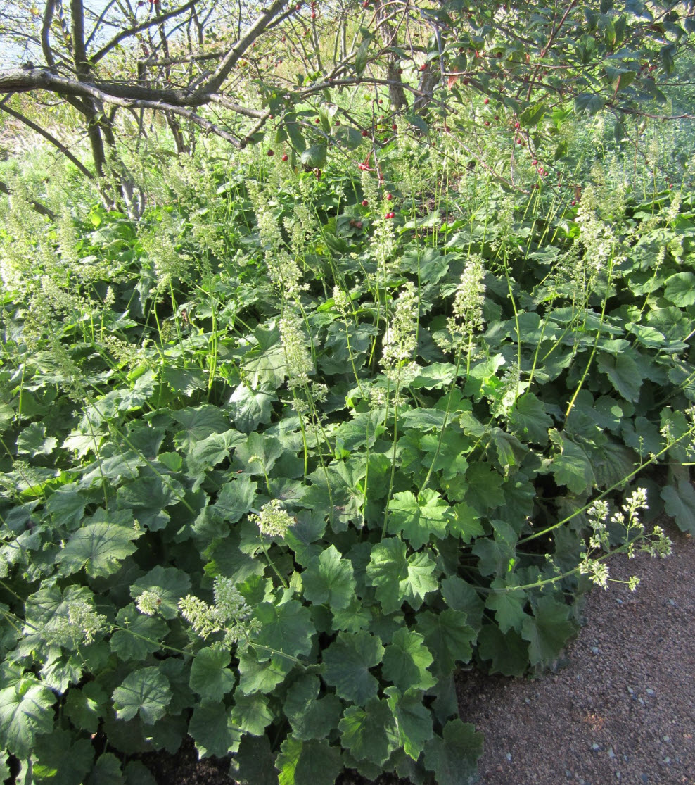 Heuchera Autumn Bride Mt. Cuba Center | Heuchera Villosa 'Autumn