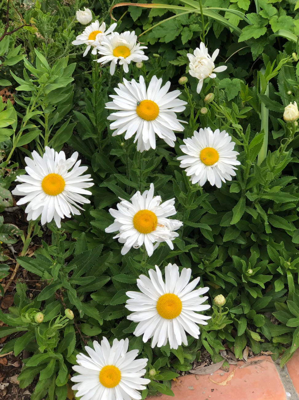 Leucanthemum x superbum 'Alaska' - Alaska Shasta Daisy | PlantMaster