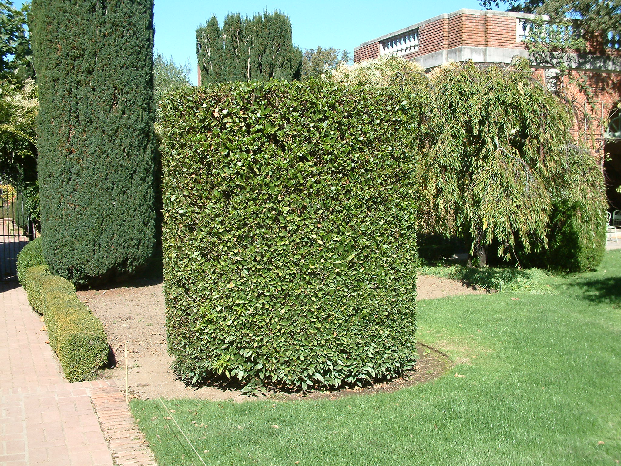 Viburnum suspensum - Sandankwa Viburnum | PlantMaster