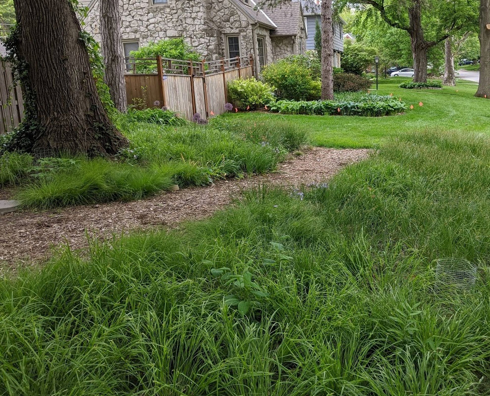 Carex blanda - Common Wood Sedge | PlantMaster