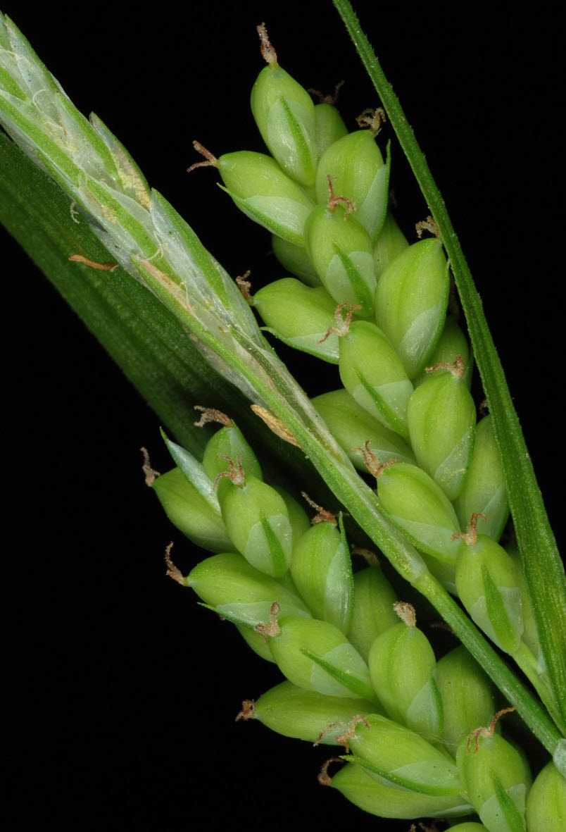 Carex blanda - Common Wood Sedge | PlantMaster