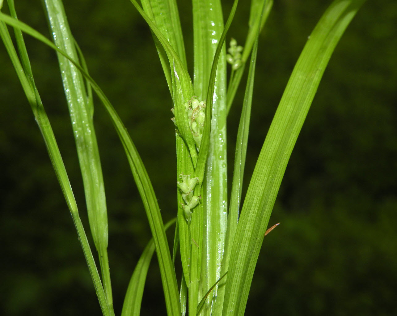 Carex blanda - Common Wood Sedge | PlantMaster
