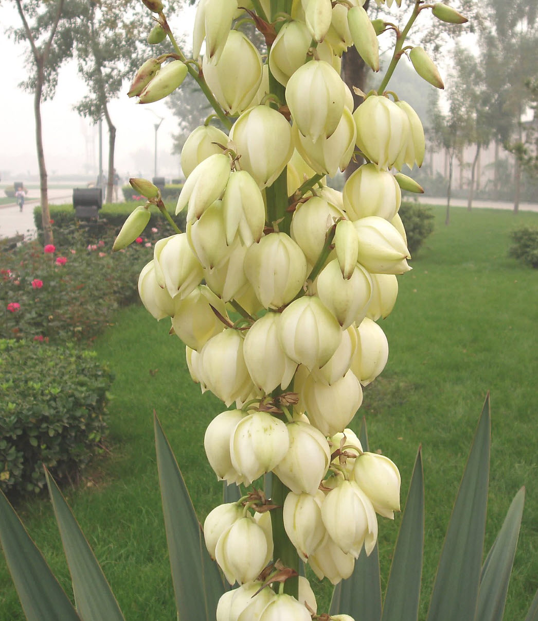 Yucca spp. - Yucca species | PlantMaster