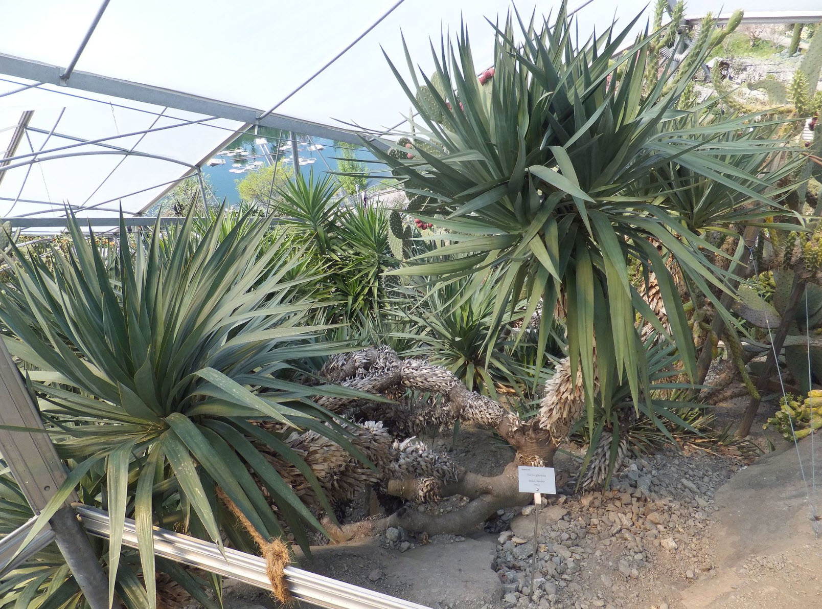 Yucca spp. - Yucca species | PlantMaster