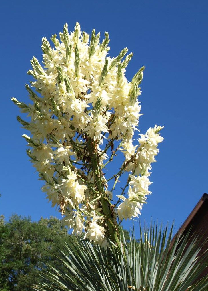 Yucca spp. - Yucca species | PlantMaster