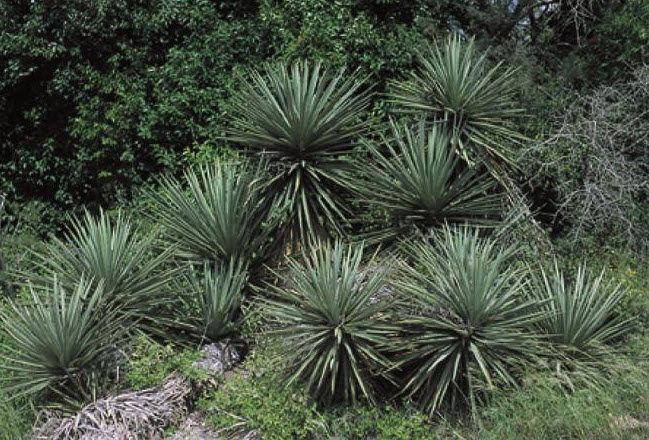 Yucca spp. - Yucca species | PlantMaster