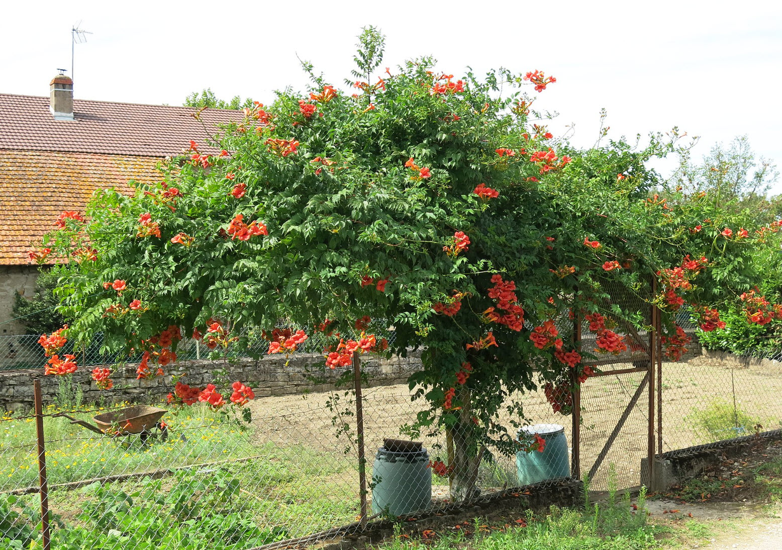Bignonia capreolata - Crossvine | PlantMaster