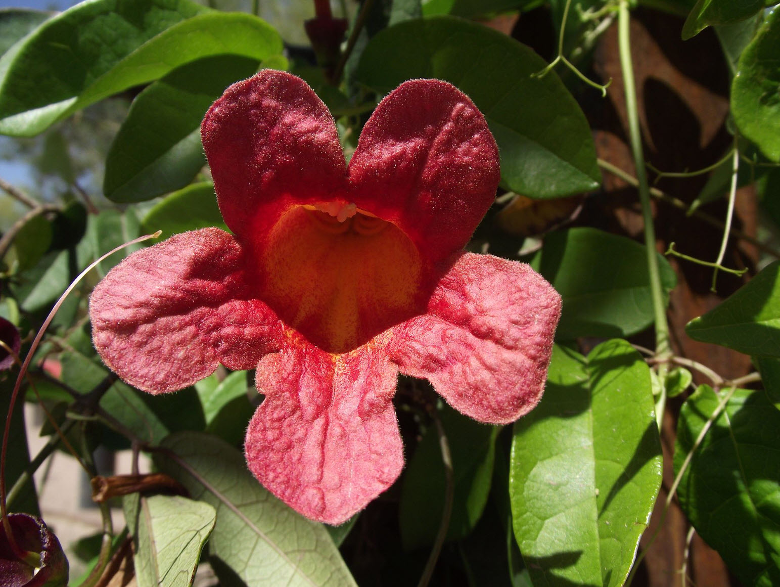 Bignonia capreolata - Crossvine | PlantMaster