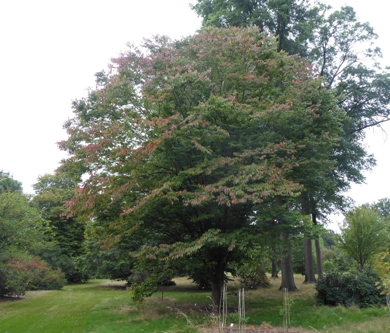 Zelkova Serrata Landscape Architect39s Pages Zelkova Serrata (Thunb.)