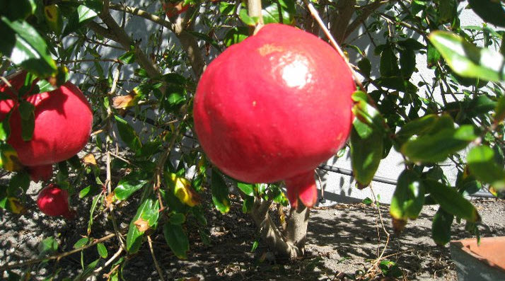 Punica granatum 'Eversweet' - Eversweet Pomegranate | PlantMaster