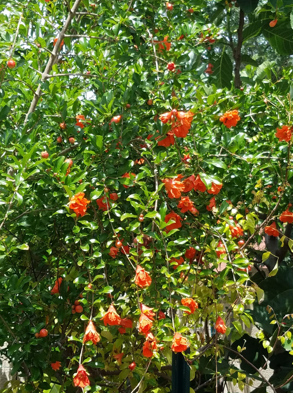 Punica granatum 'Eversweet' - Eversweet Pomegranate | PlantMaster