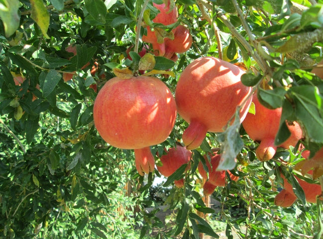 Punica granatum 'Eversweet' - Eversweet Pomegranate | PlantMaster