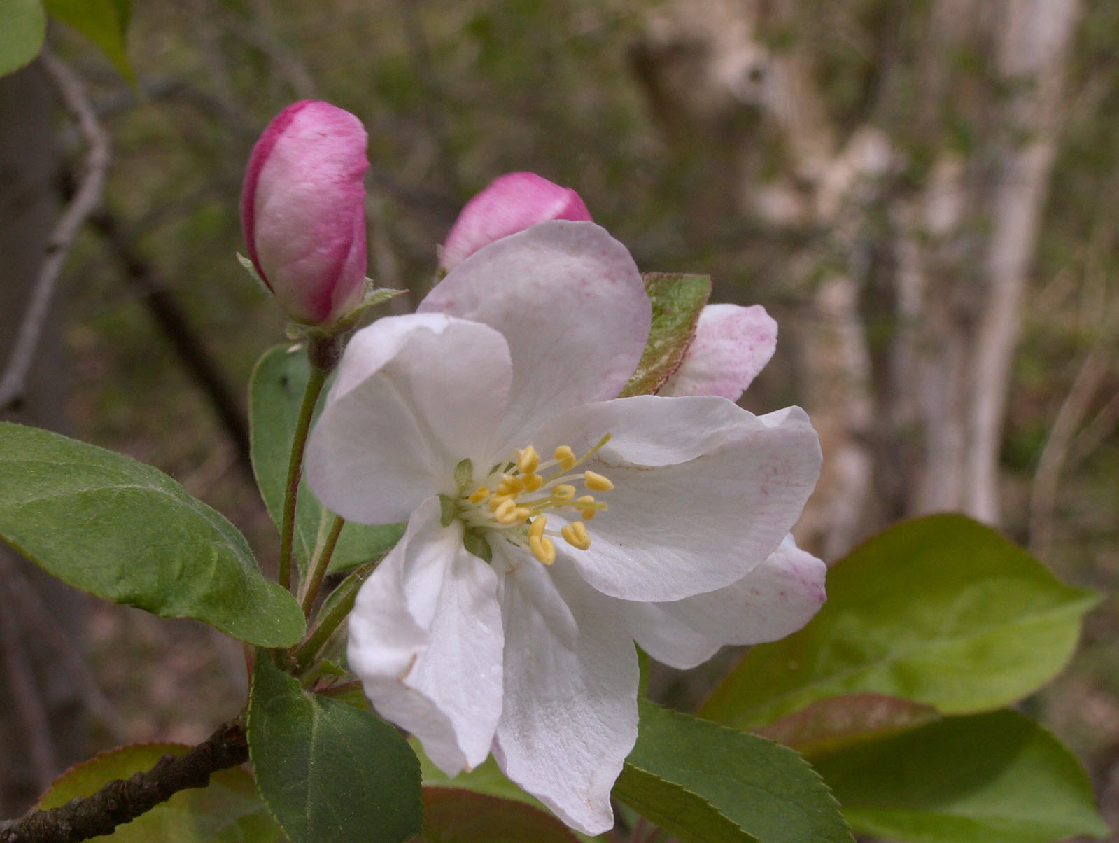 Malus coronaria - American Crabapple | PlantMaster