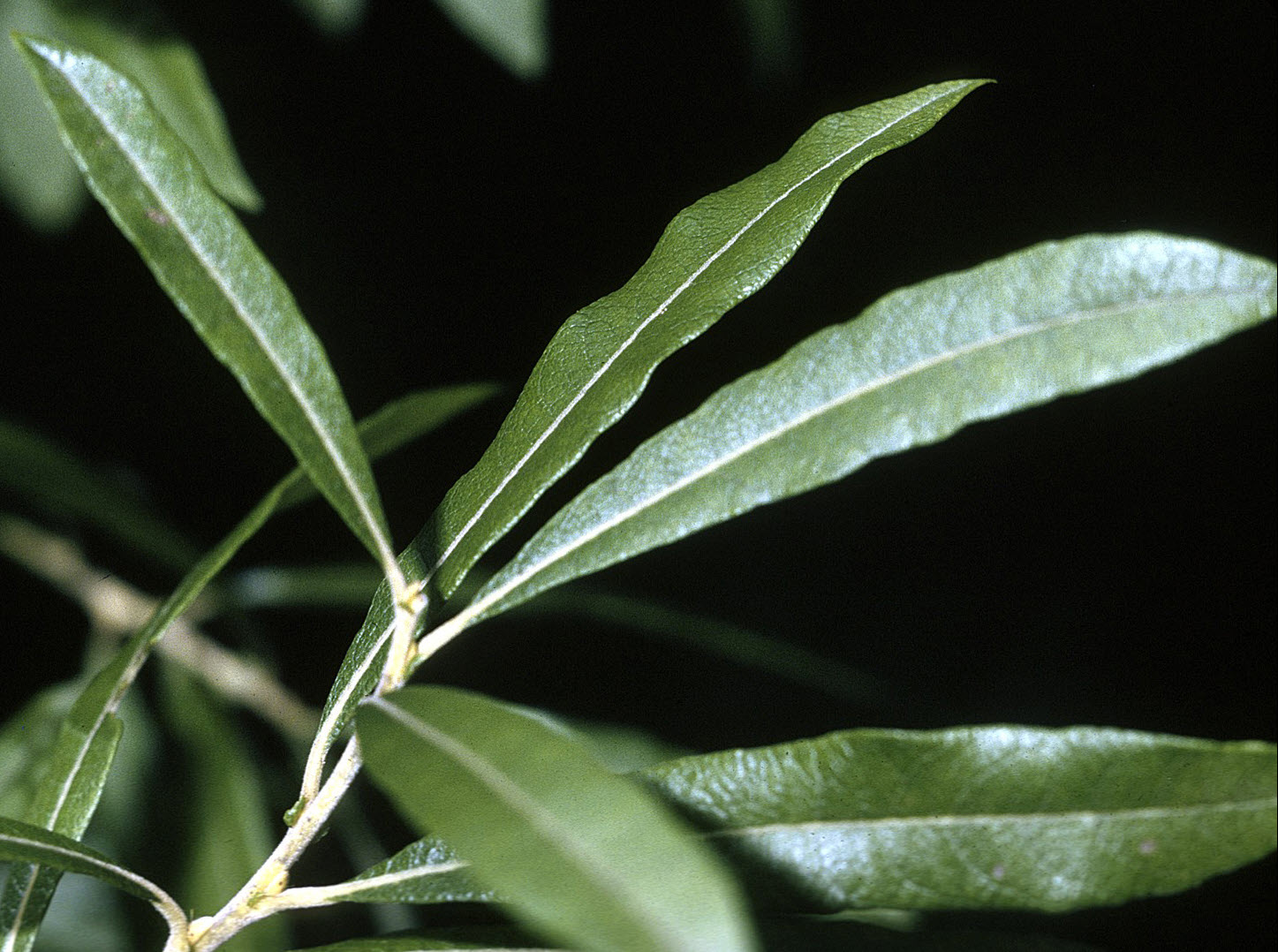Salix humilis - Prairie Willow | PlantMaster