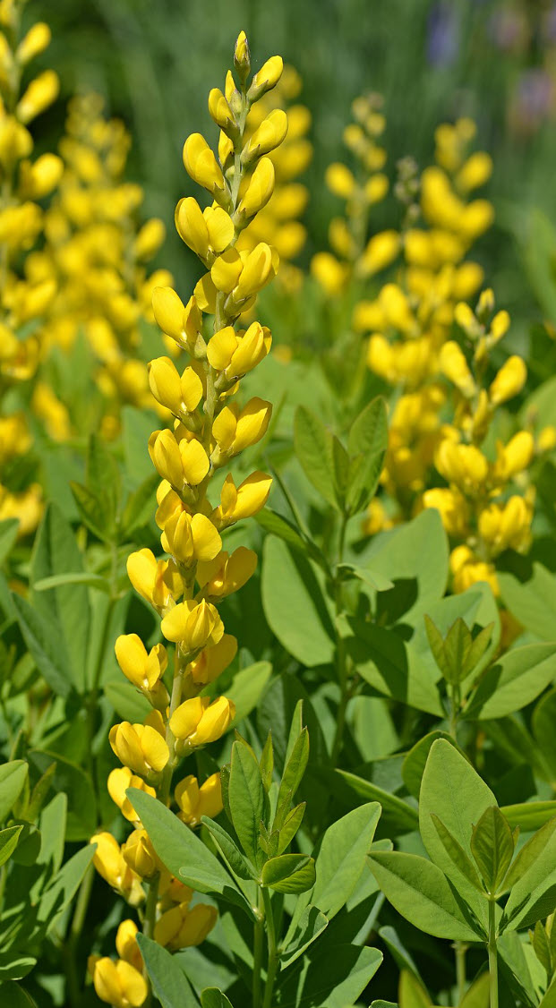 Baptisia sphaerocarpa - Yellow Wild Indigo | PlantMaster