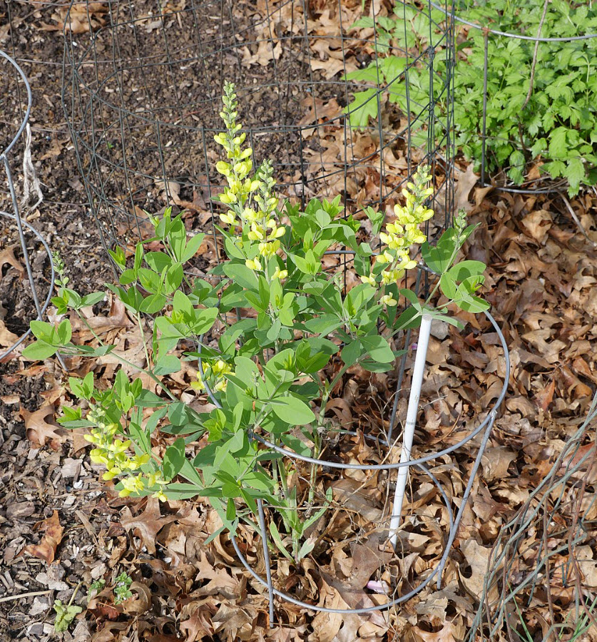 Baptisia sphaerocarpa - Yellow Wild Indigo | PlantMaster