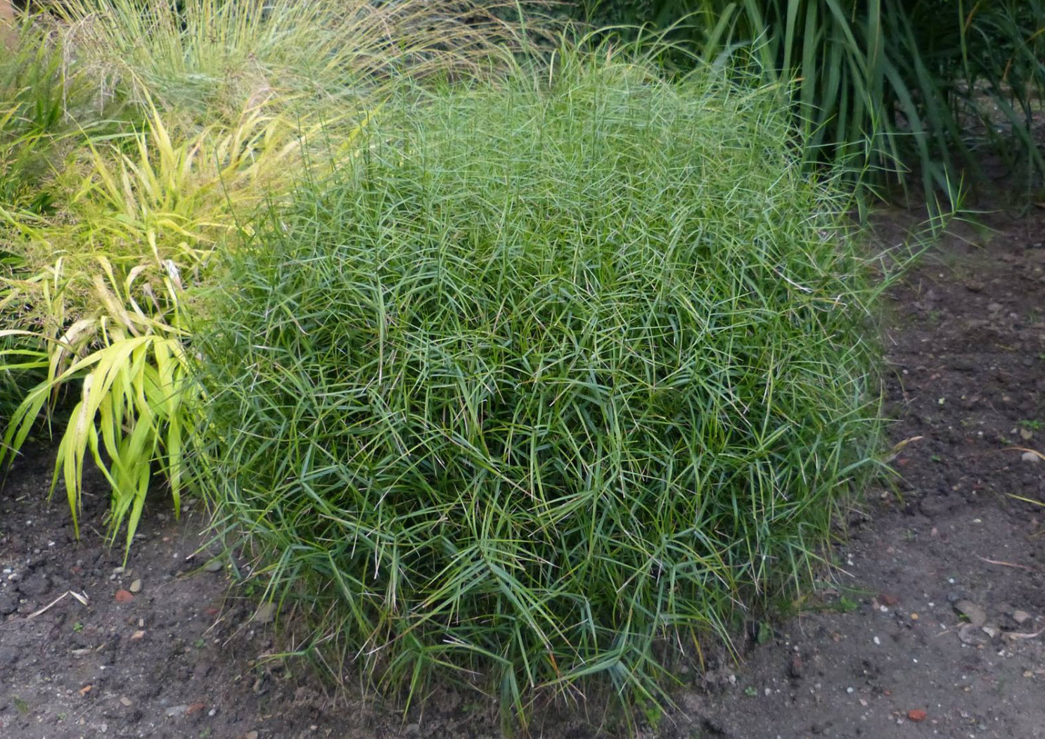 Carex Muskingumensis Carex Muskingumensis Palm Sedge Sugar Creek