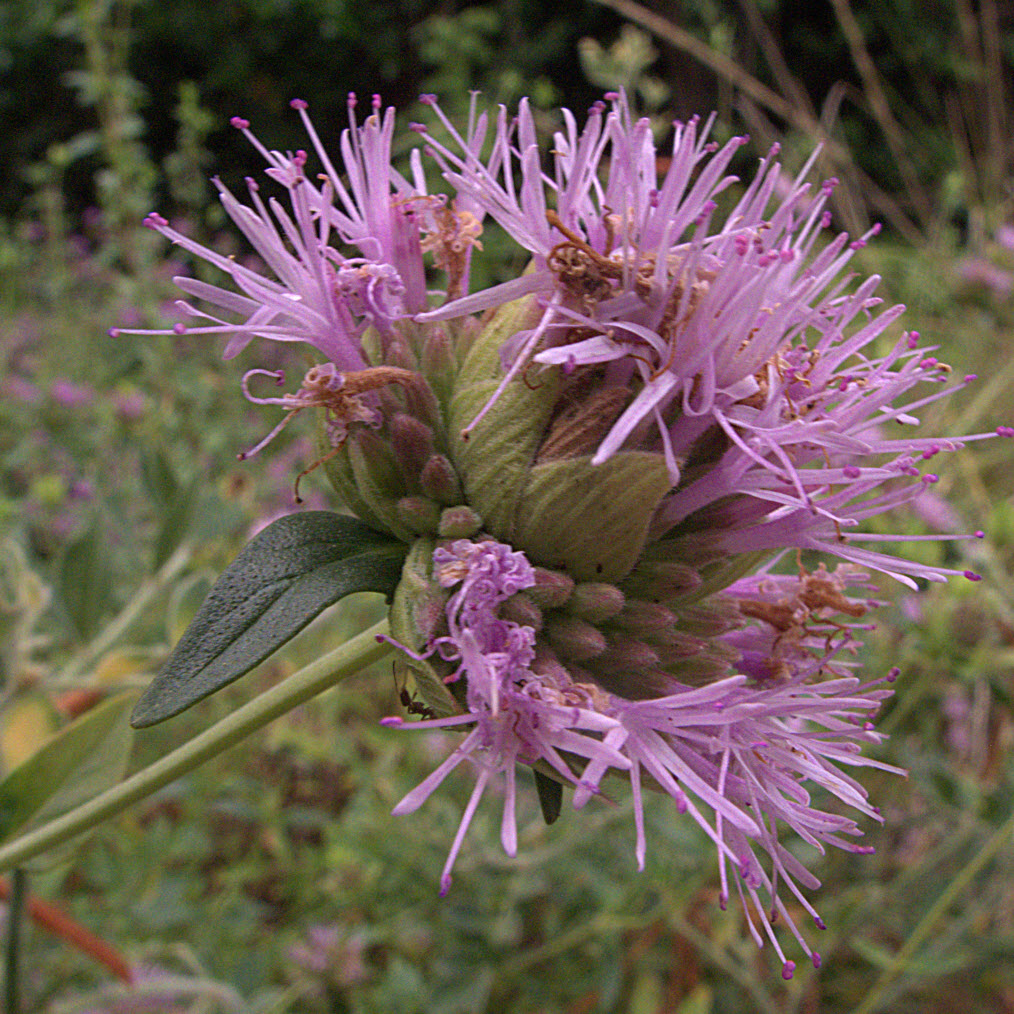 Monardella viminea - Willowy Monardella | PlantMaster