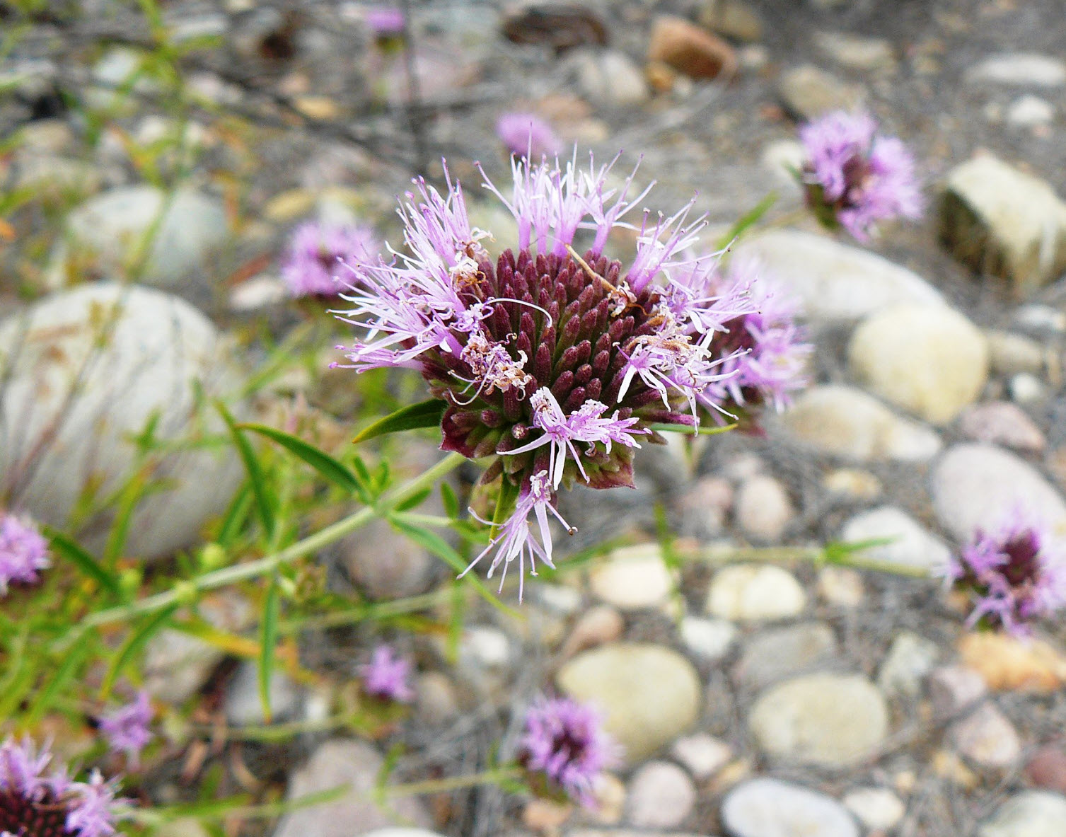 Monardella viminea - Willowy Monardella | PlantMaster