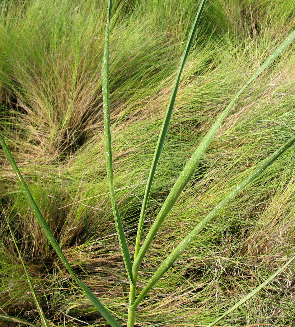 Spartina partens - Saltmeadow Cordgrass | PlantMaster