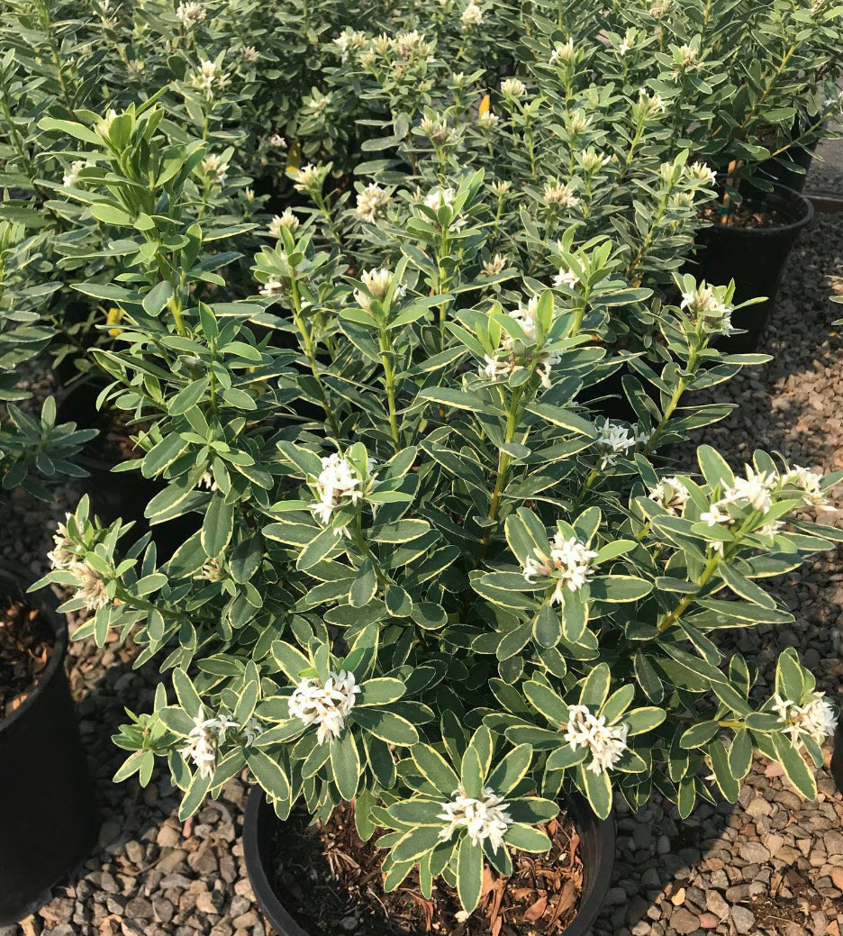 Daphne Transatlantica