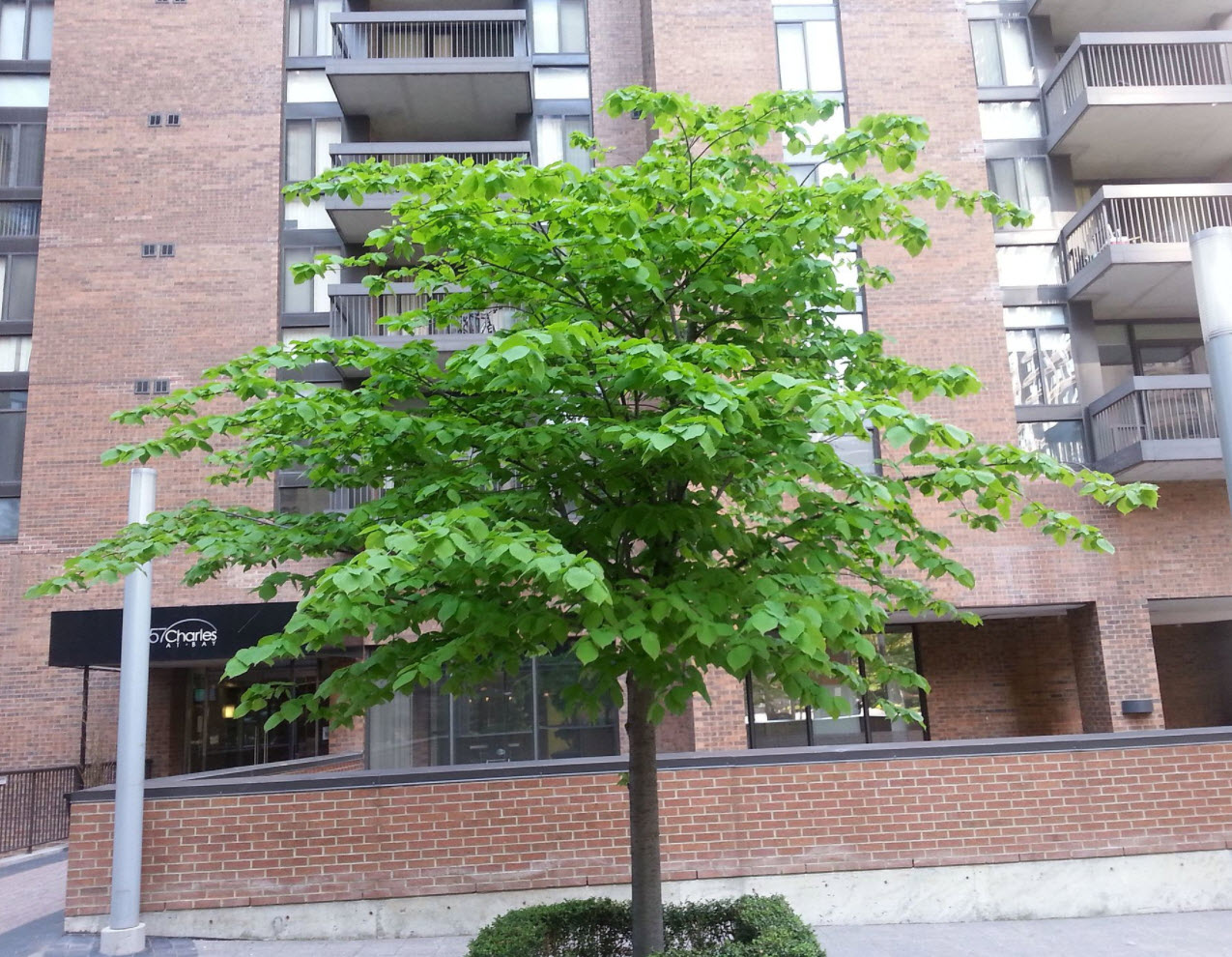 Tilia Americana Seedlings