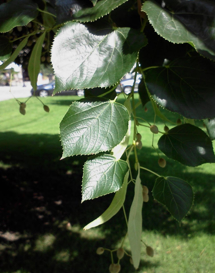 Basswood Tree Identification White Basswood (Tilia Americana Var.