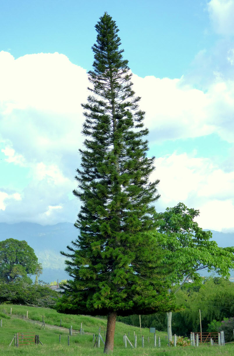 Araucaria Columnaris Araucaria Columnaris | Specimen Of The New