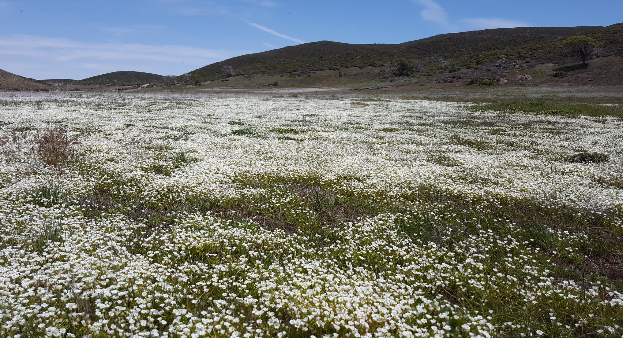 Limnanthes alba - White Meadowfoam | PlantMaster