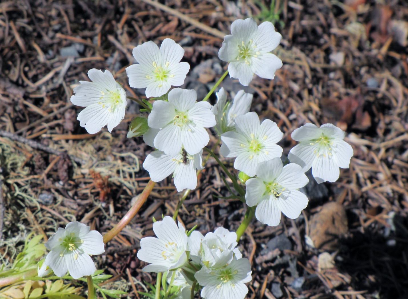 Limnanthes alba - White Meadowfoam | PlantMaster