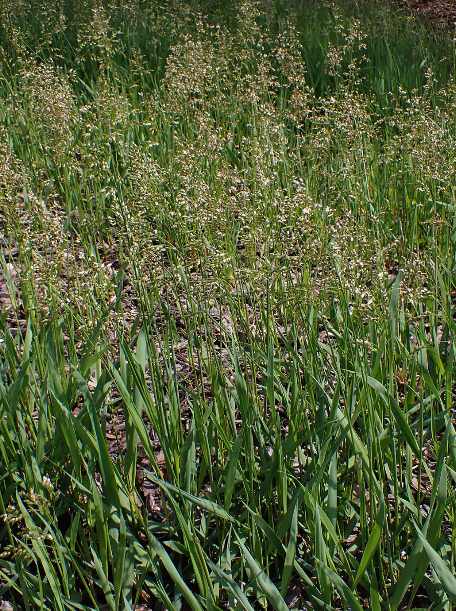 Where Does Sweetgrass Grow Wild SWEETGRASS (Hierochloe Odorata)
