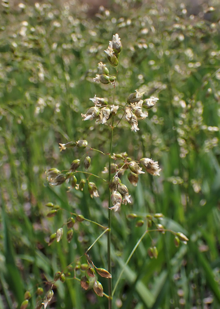 Hierochloe odorata - Vanilla Sweet Grass | PlantMaster