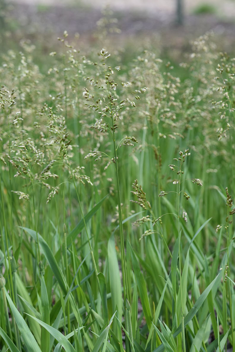 Hierochloe odorata - Vanilla Sweet Grass | PlantMaster