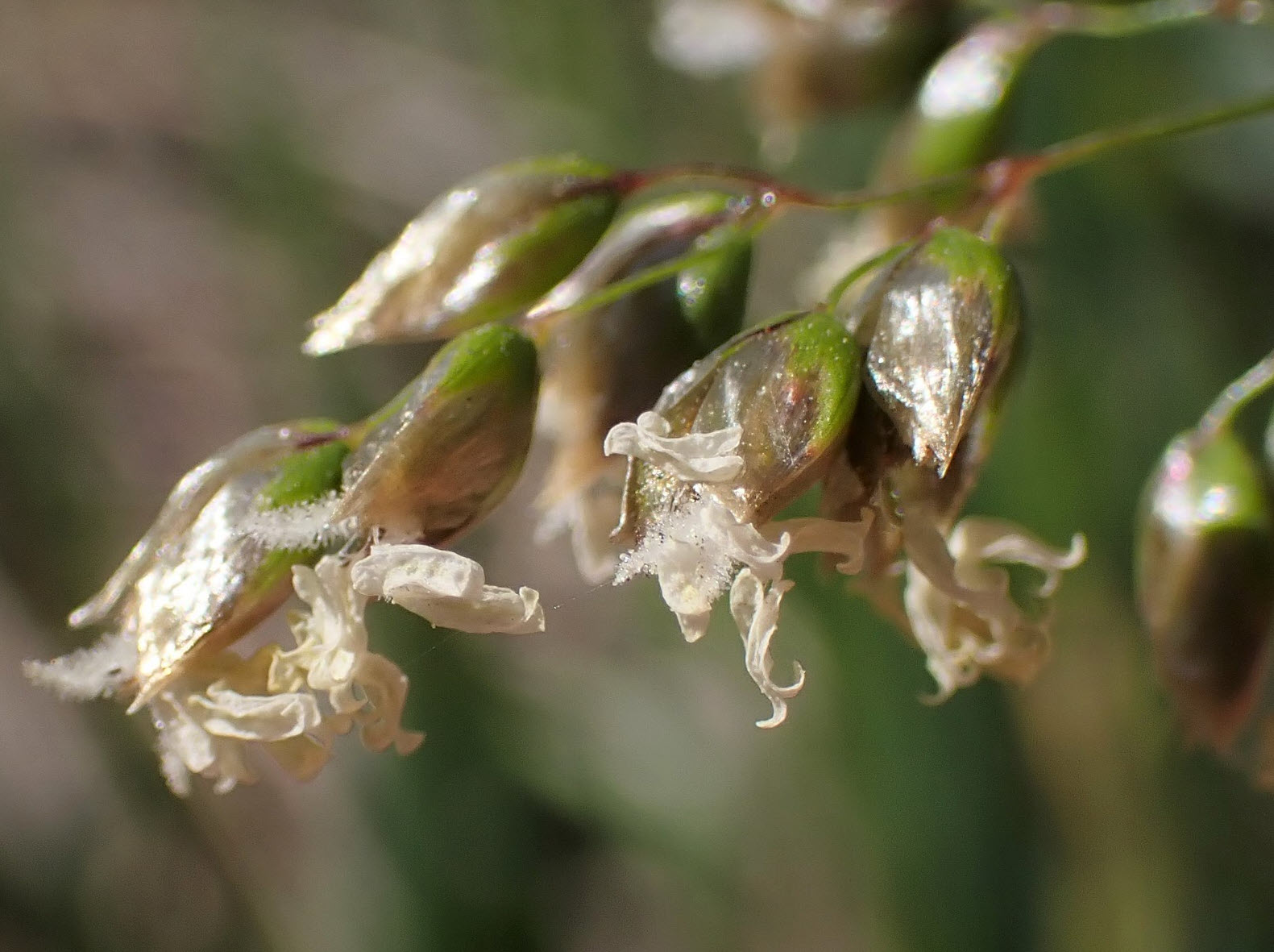 Hierochloe odorata - Vanilla Sweet Grass | PlantMaster