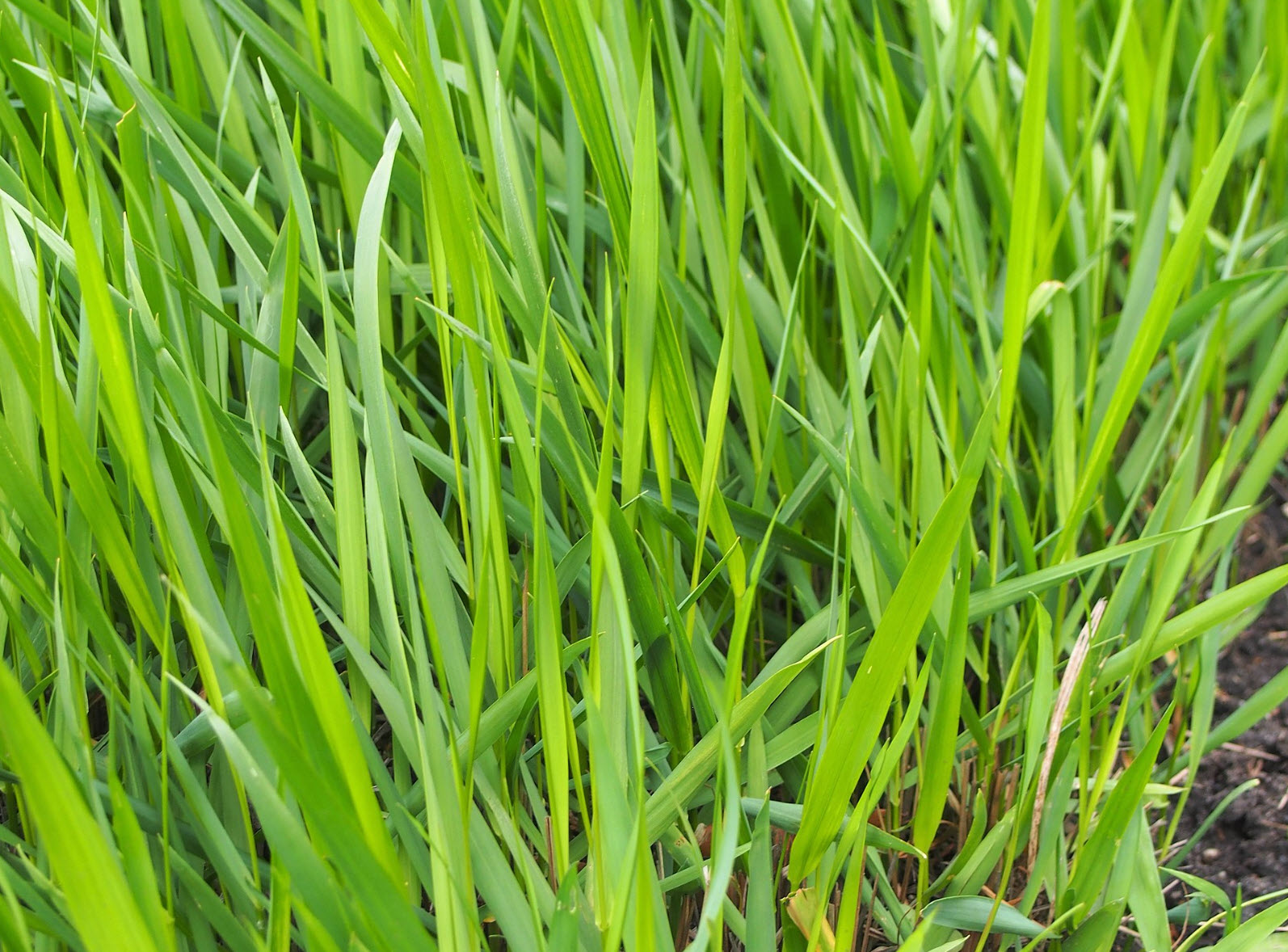 Hierochloe odorata - Vanilla Sweet Grass | PlantMaster