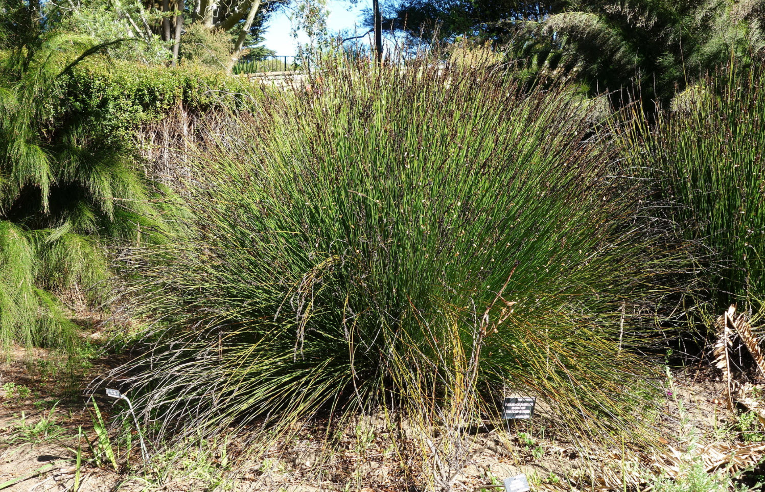 Thamnochortus insignis - Thatching Reed | PlantMaster