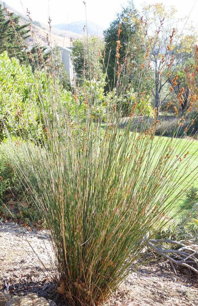 Thamnochortus insignis - Thatching Reed | PlantMaster