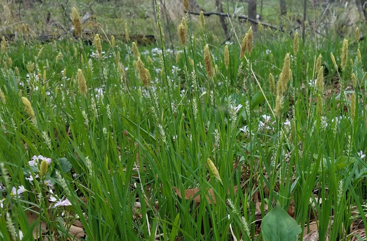 Carex woodii - Wood's Sedge | PlantMaster