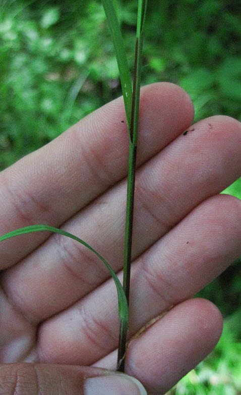Carex woodii - Wood's Sedge | PlantMaster