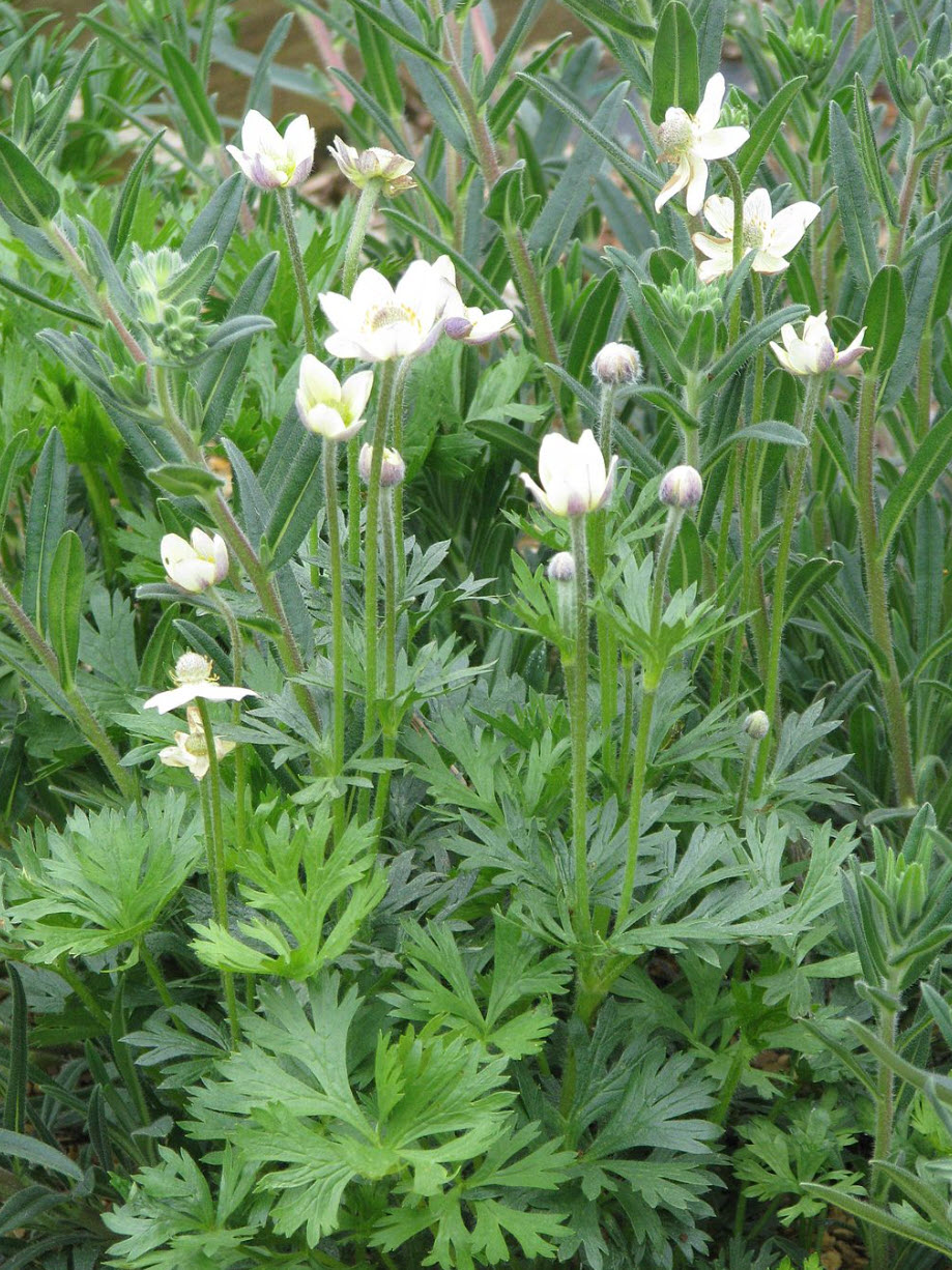 Anemone multifida - Pacific Anemone | PlantMaster
