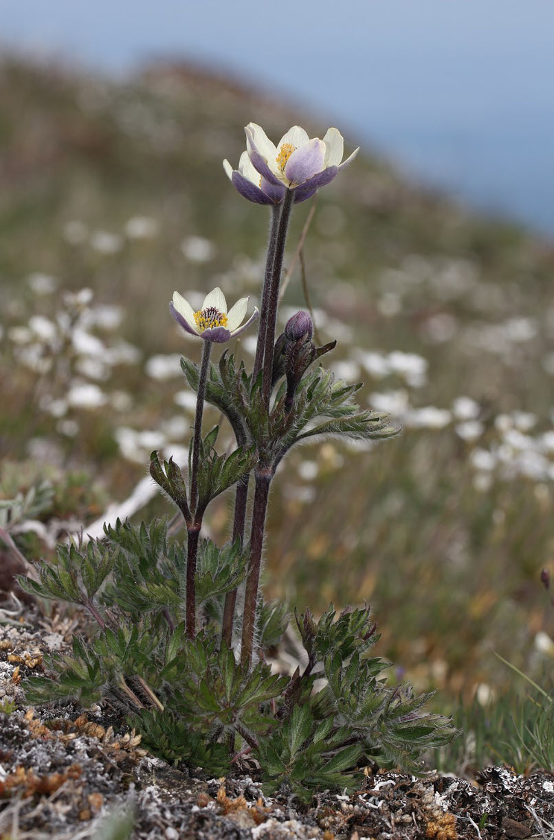 Anemone multifida - Pacific Anemone | PlantMaster