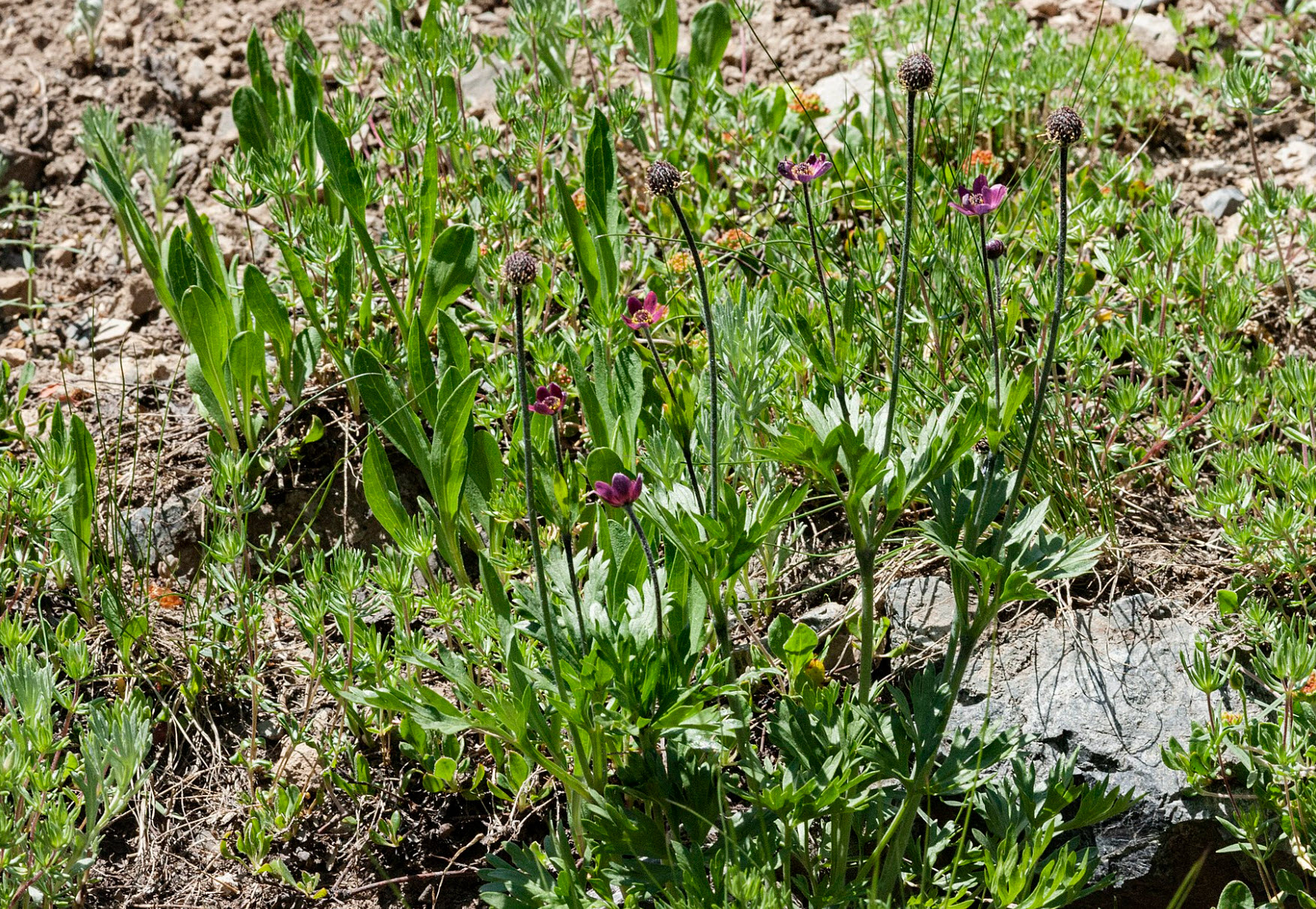 Anemone multifida - Pacific Anemone | PlantMaster