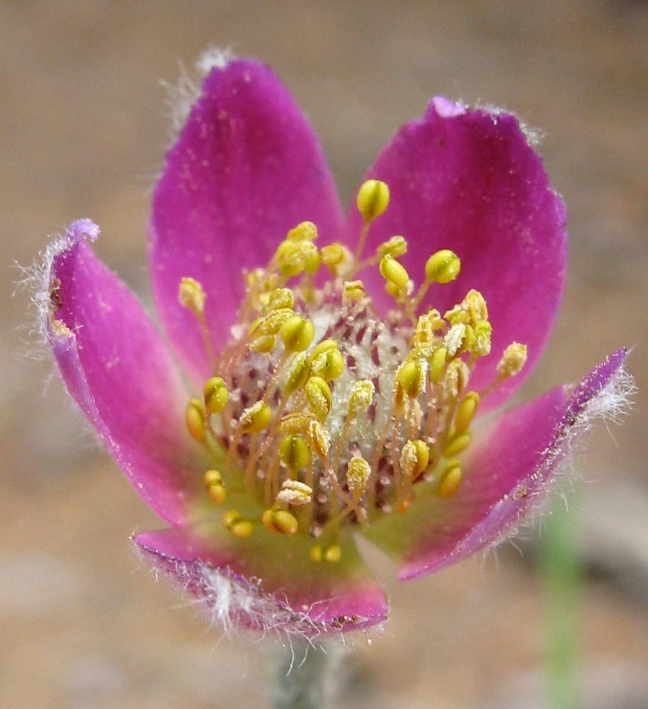 Anemone multifida - Pacific Anemone | PlantMaster