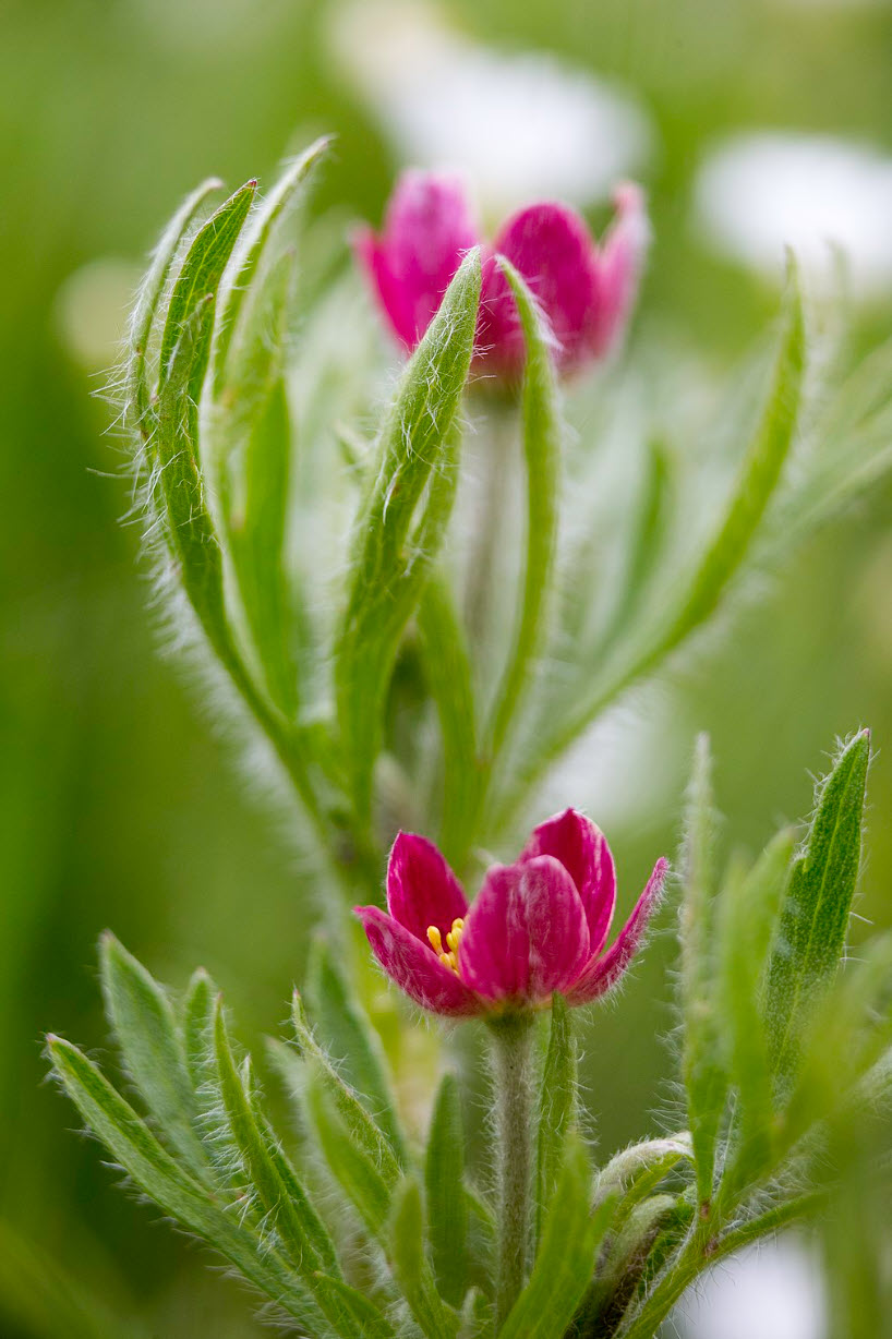 Anemone multifida - Pacific Anemone | PlantMaster
