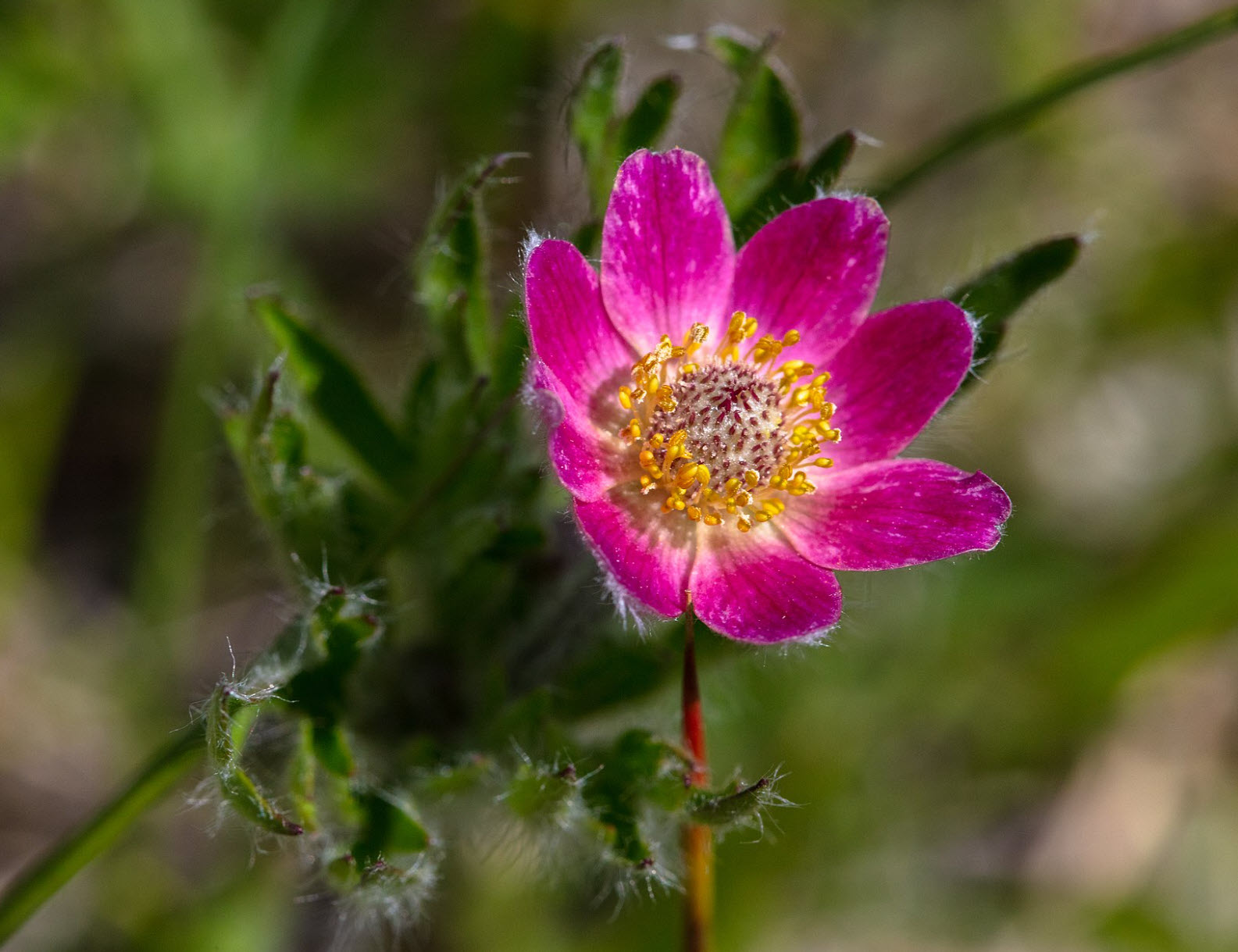 Anemone multifida - Pacific Anemone | PlantMaster